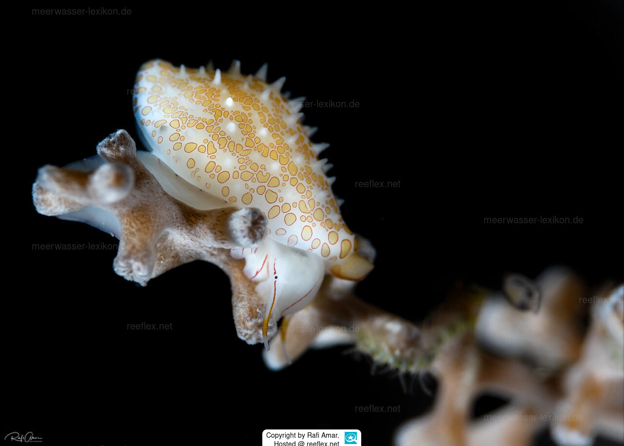 Diminovula concinna Diamond Egg Cowrie