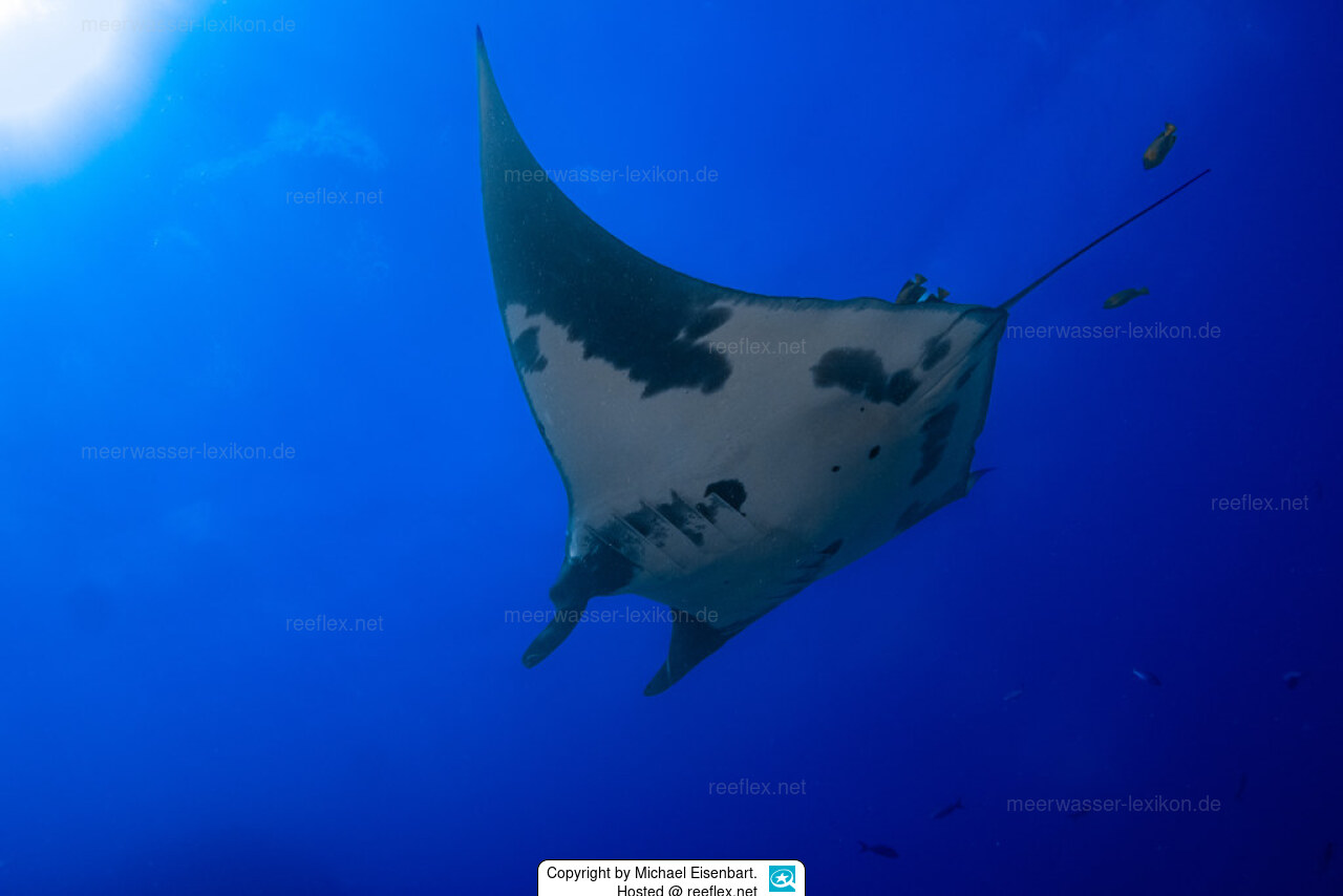 Mobula birostris Riesenmanta, Teufelsrochen; Riesenmantarochen