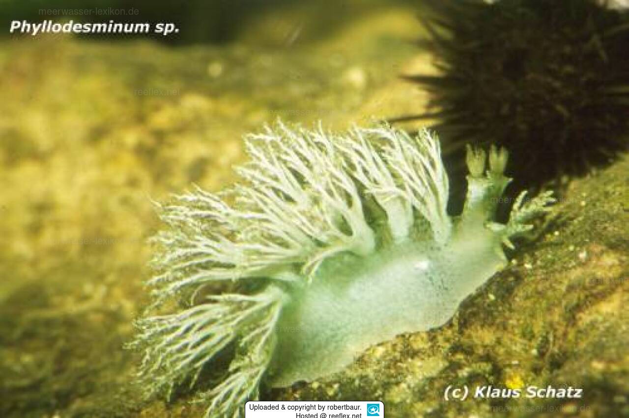 Phyllodesmium sp. 03
