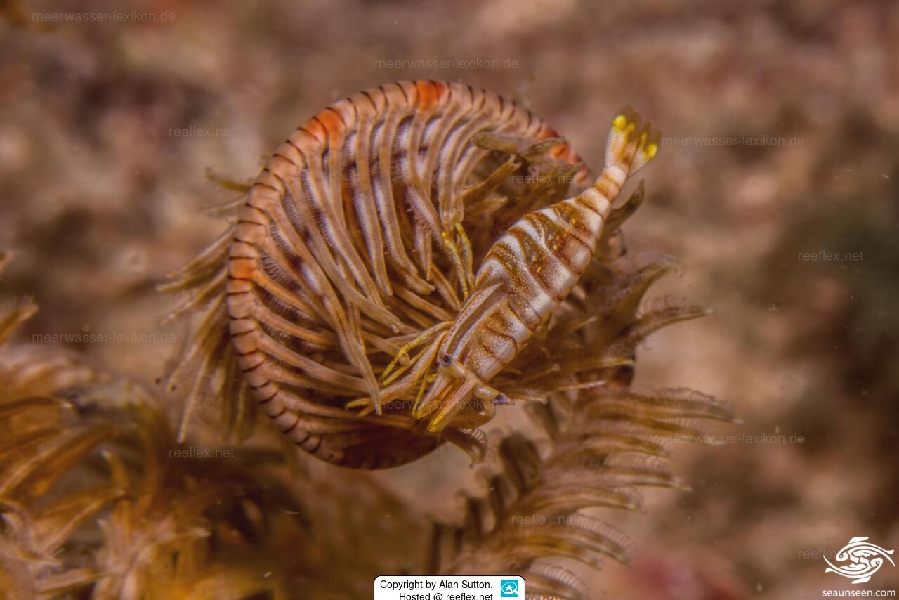 Laomenes amboinensis Ambon Crinoid Shrimp
