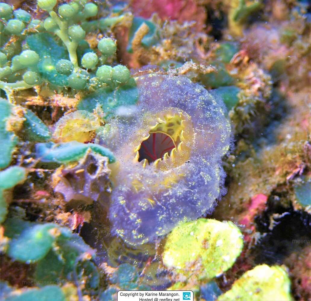 Ascidia ornata Sea Squirt, ornate ascidian