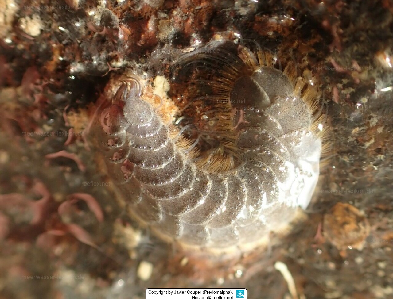 Paralepidonotus ampulliferus Scale Worm