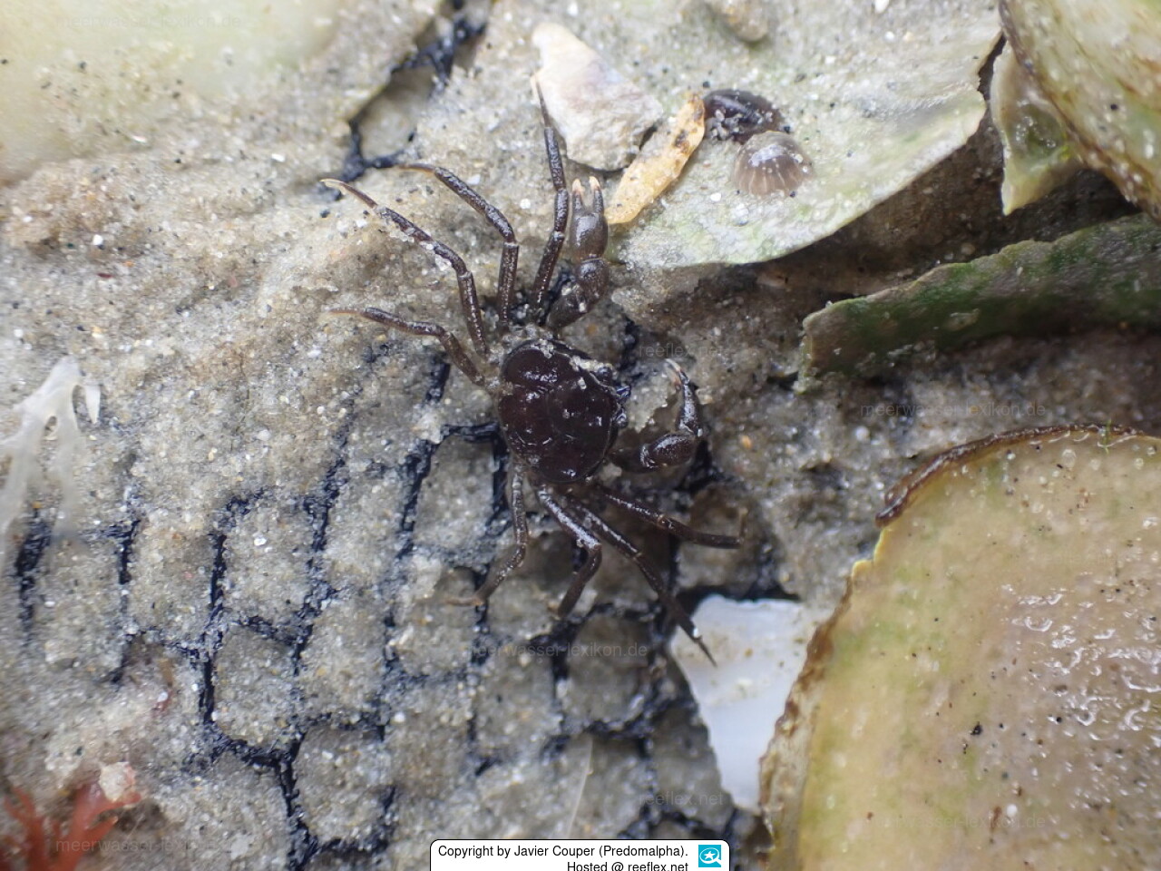 Halicarcinus varius False Spider Crab