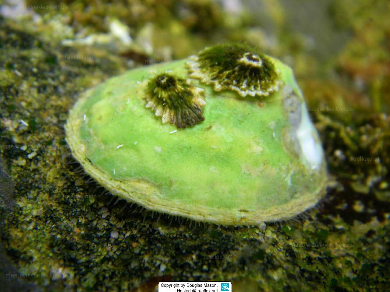Lottia pelta Schild-Napfschnecke