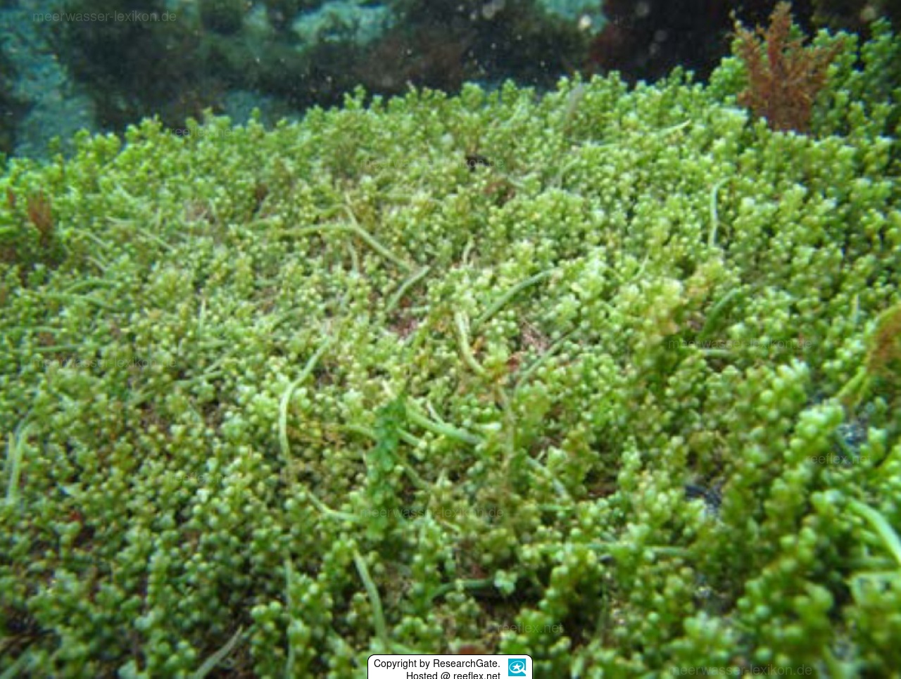 Caulerpa cylindracea Kriechsprossalge