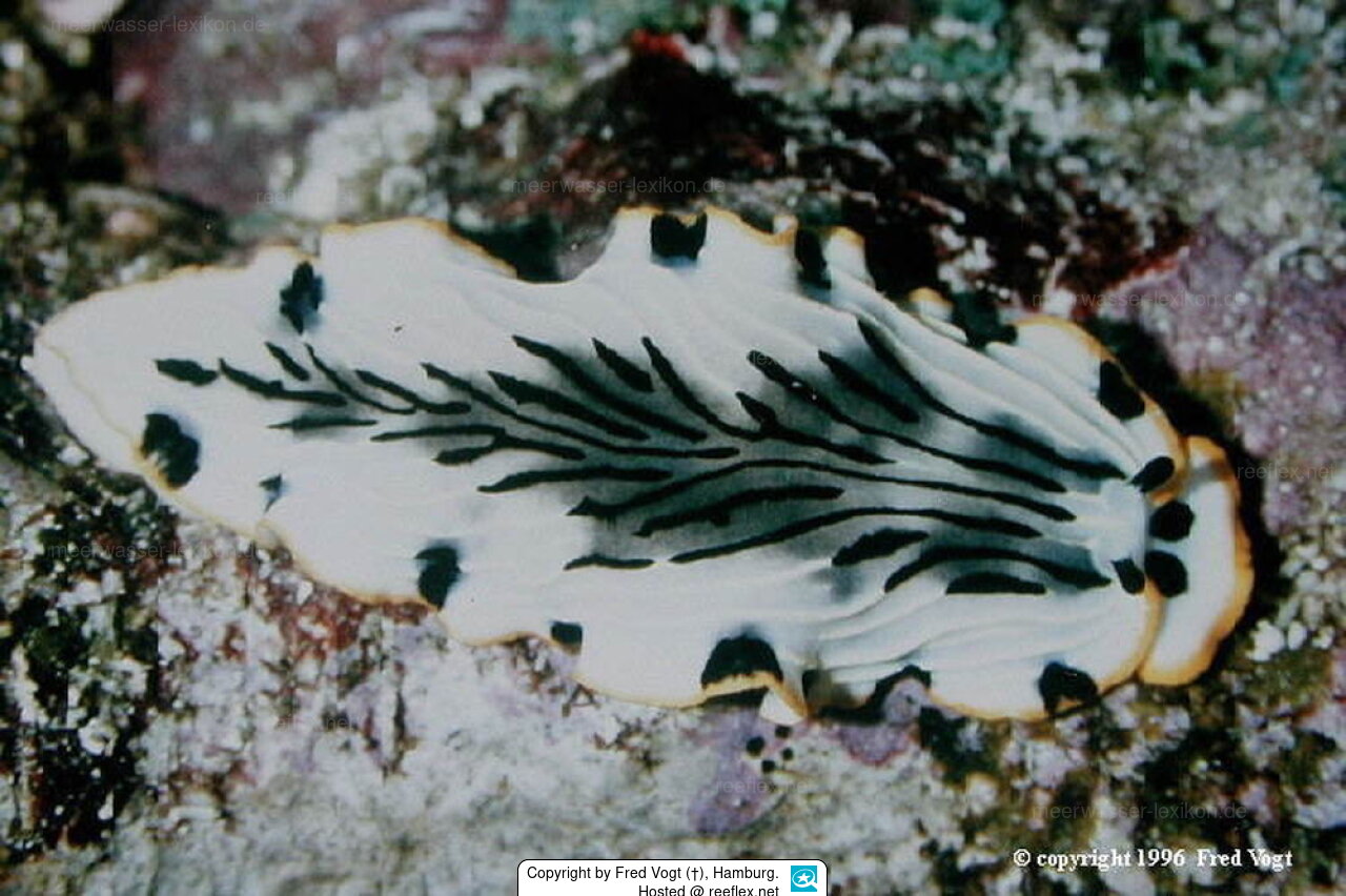 Dermatobranchus gonatophorus Nudibranch