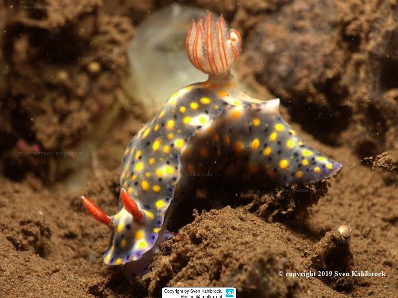 Hypselodoris roo nudibranch