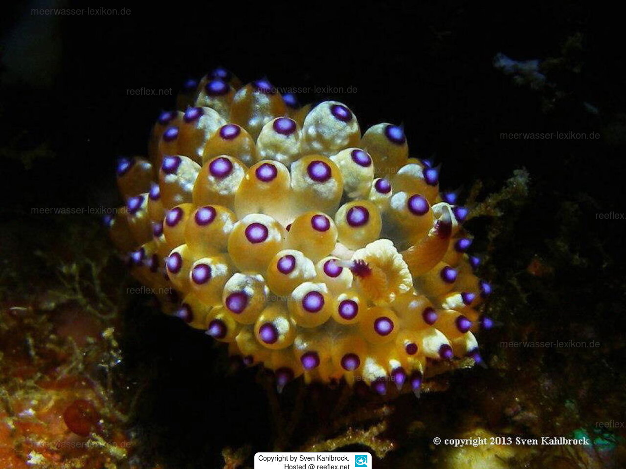 Janolus tricellariodes Nudibranch
