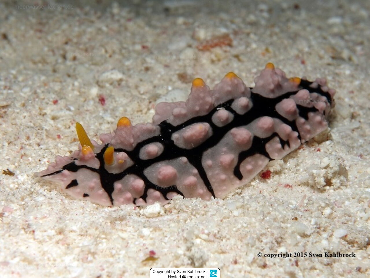 Phyllidia multifaria Warty Slug
