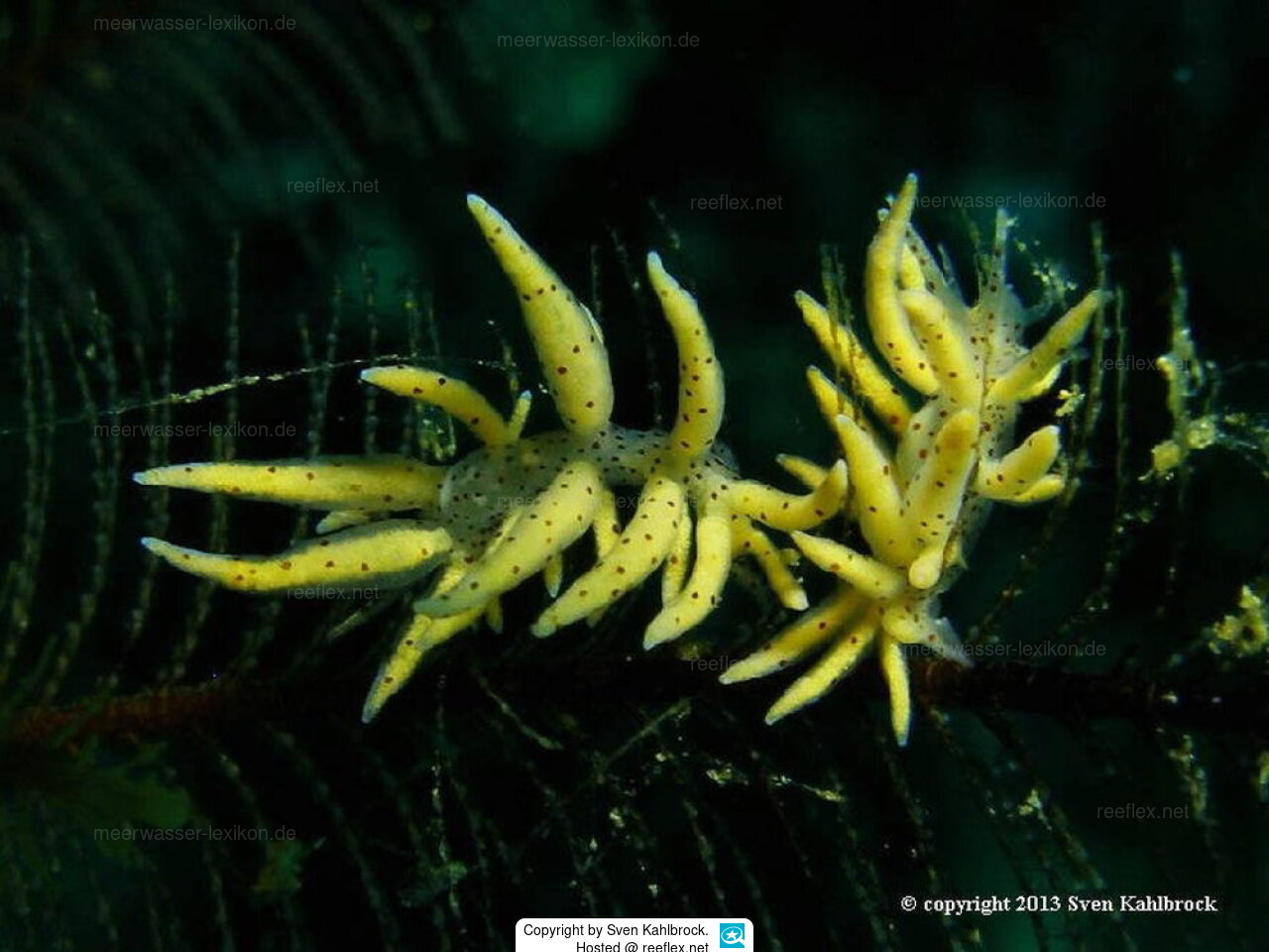 Eubranchus sp.09 Aeolid Nudibranch