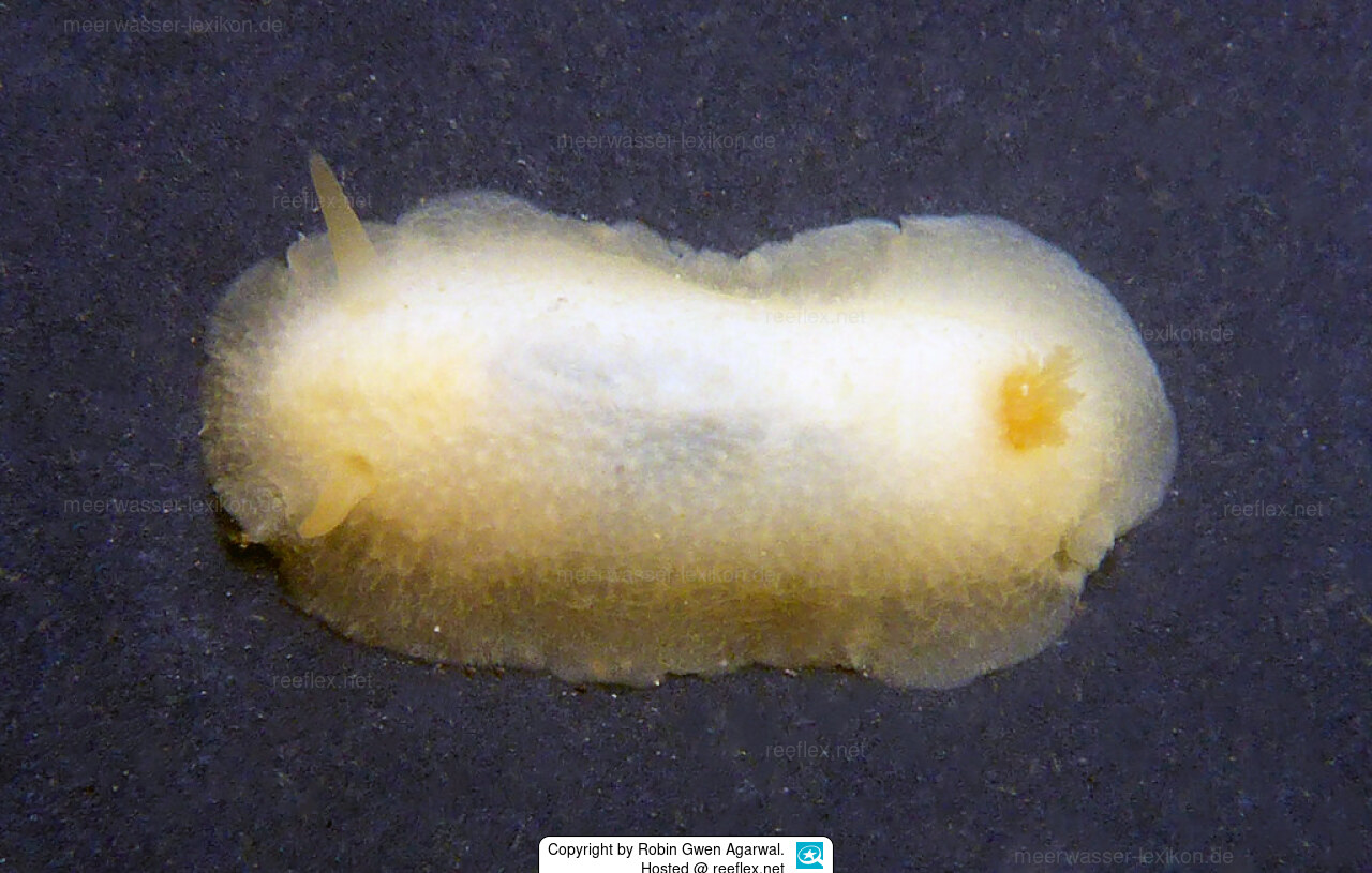 Conualevia marcusi Ernst's Dorid
