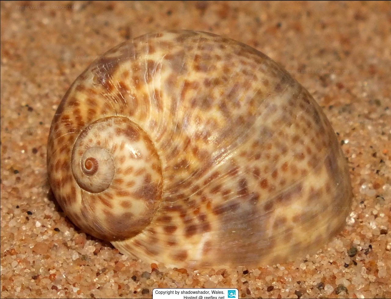 Naticarius hebraeus Hebrew Moon Snail
