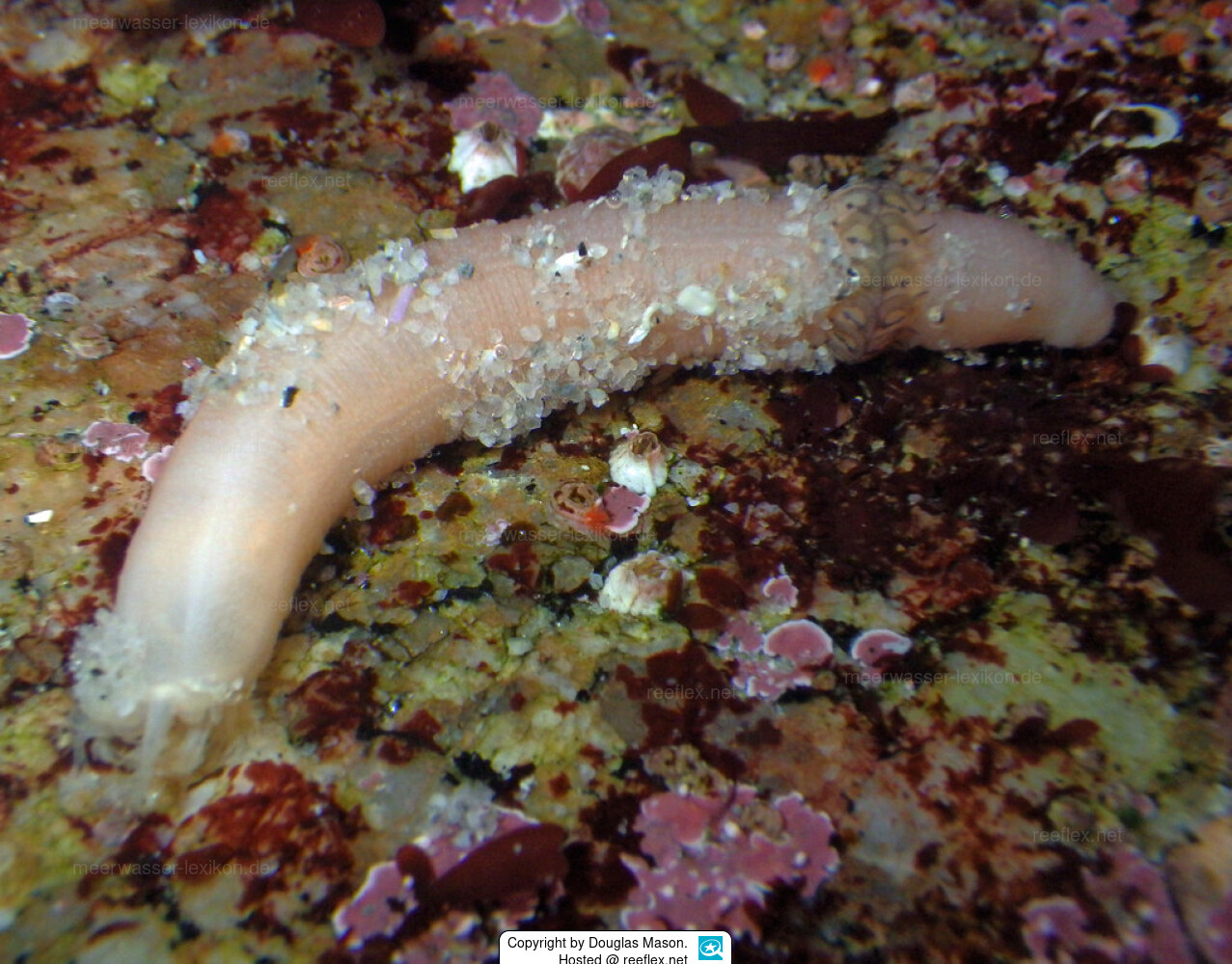 Leptosynapta albicans Burrowing Sea Cucumber