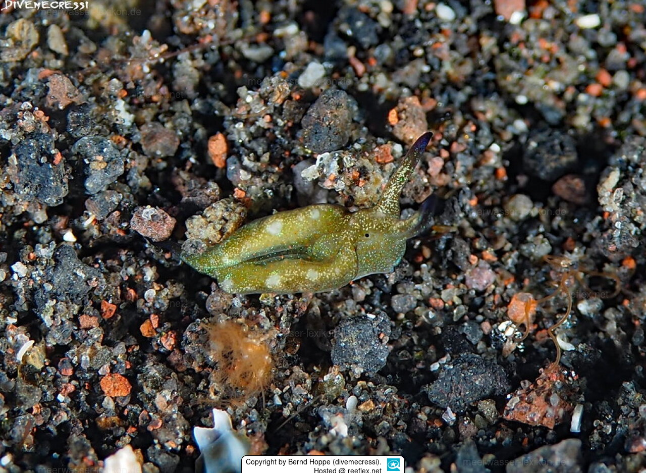 Elysia aowthai Aow Thai Sapsucking Slug