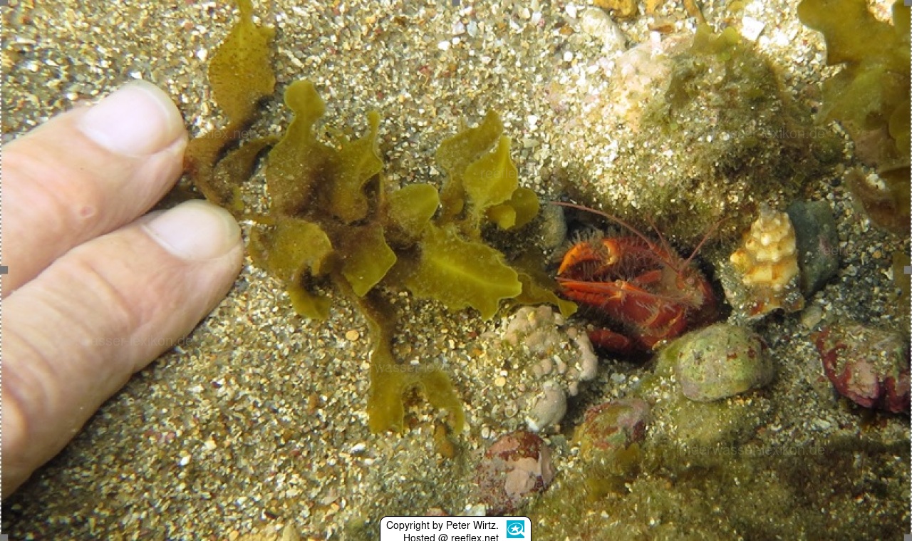 Alpheus rugimanus Knallkrebs