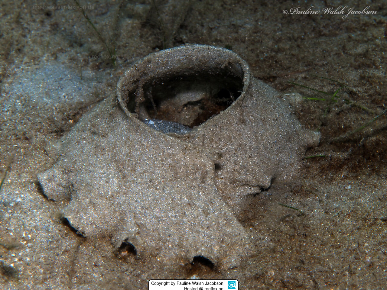 Naticarius canrena Colourful Atlantic Moon Snail