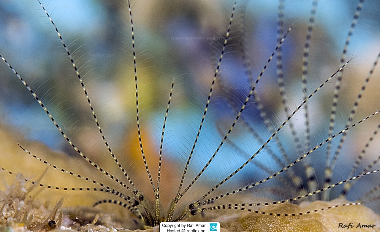 Nobia grandis Coral Barnacle