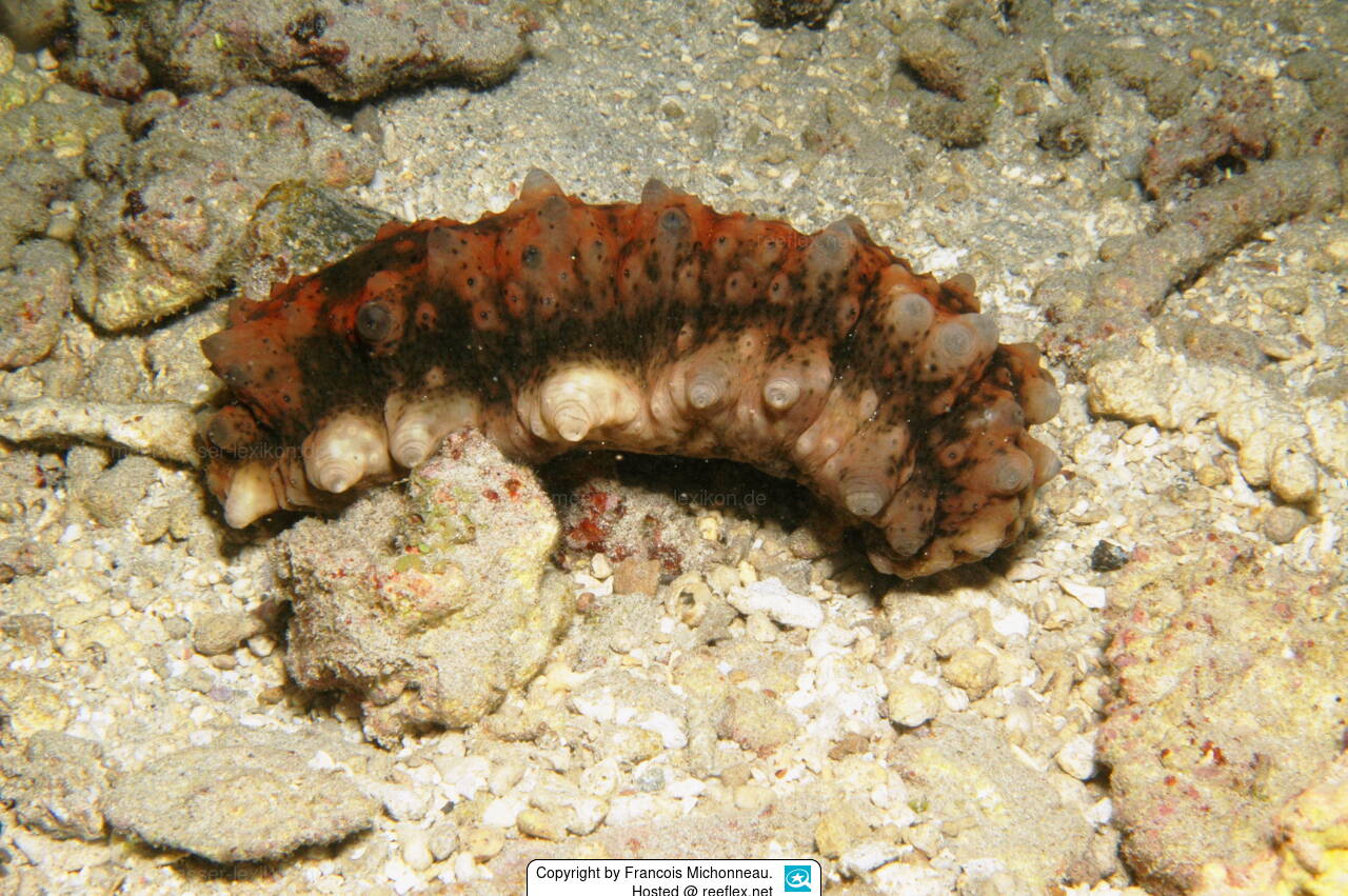 Stichopus monotuberculatus Sea Cucumber