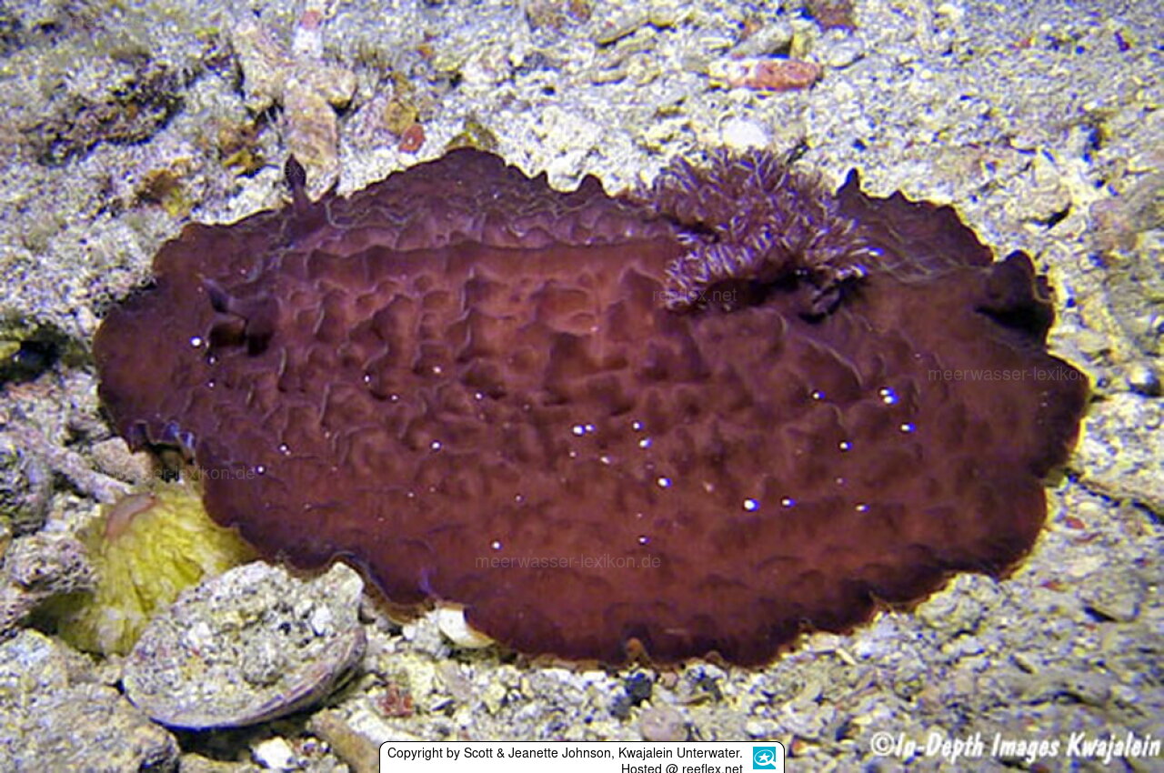 Asteronotus hepaticus Nudibranch