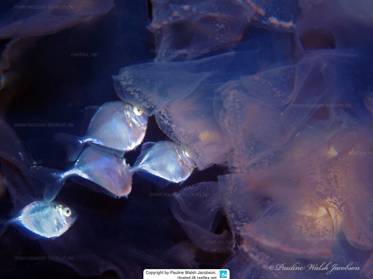 Chloroscombrus chrysurus Atlantic bumper