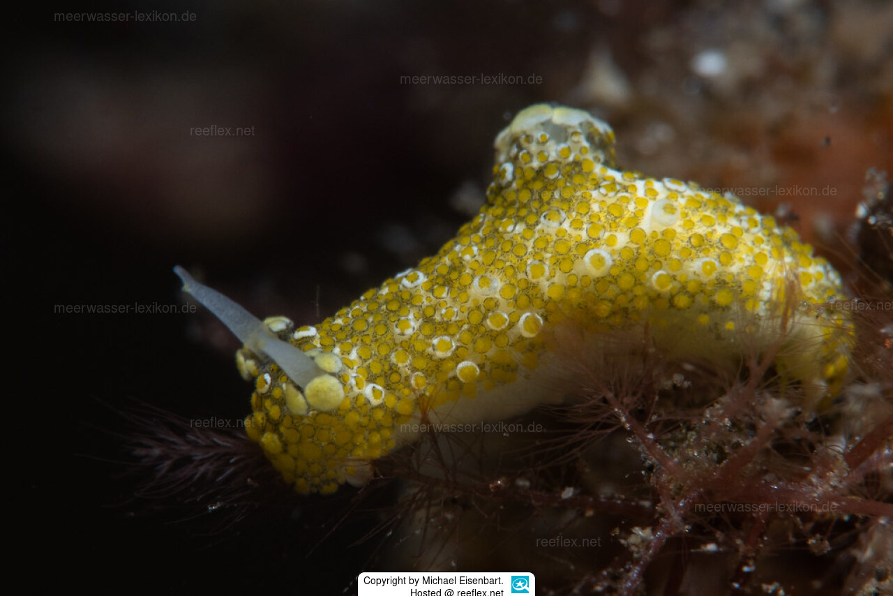 Aegires flores Nudibranch