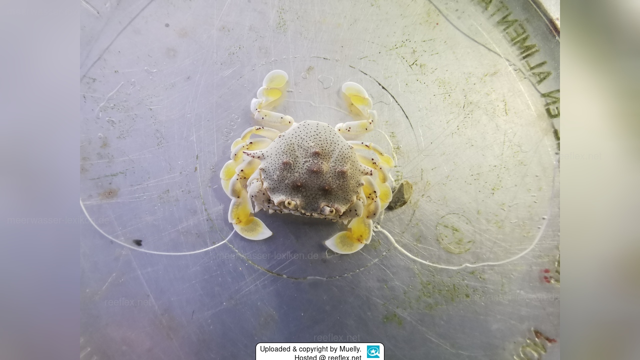 Matuta victor Common Moon Crab