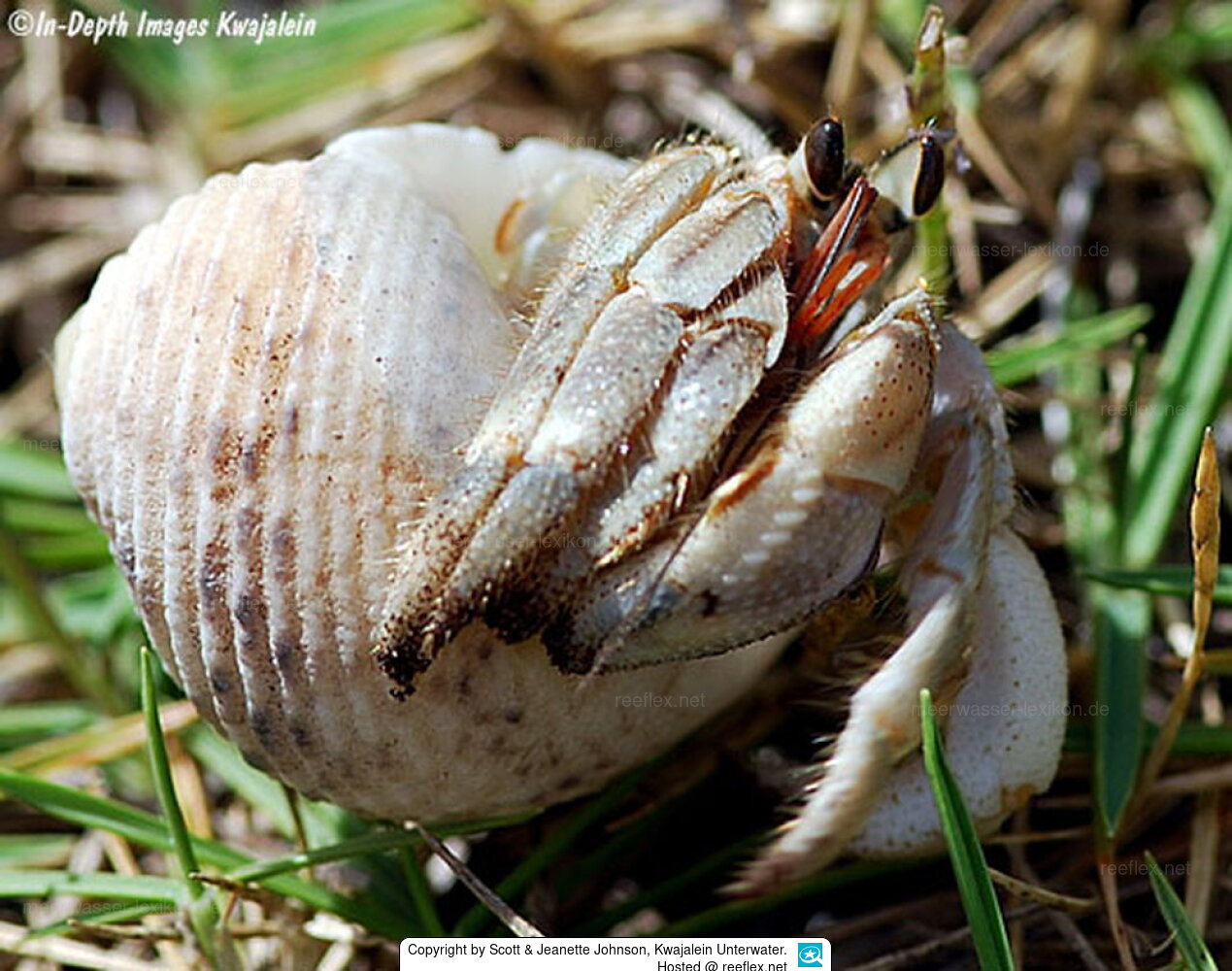Coenobita rugosus tawny hermit crab, ruggie hermit crab