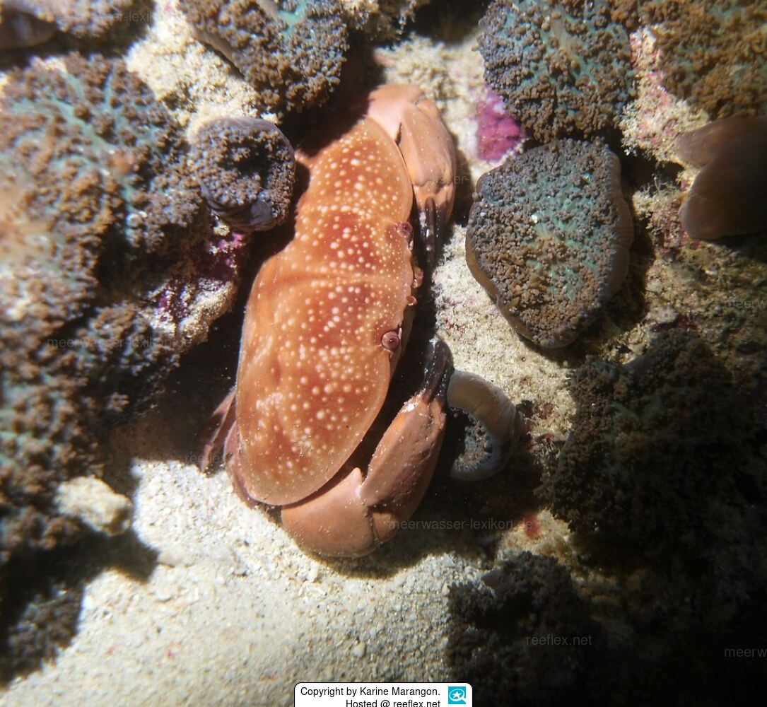 Atergatis integerrimus Red Egg Crab, Bashful Crab