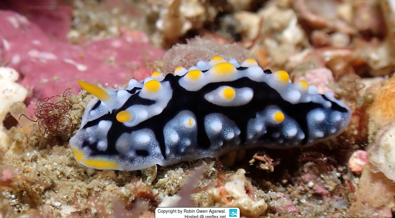 Phyllidia exquisita Warty Sea Slug
