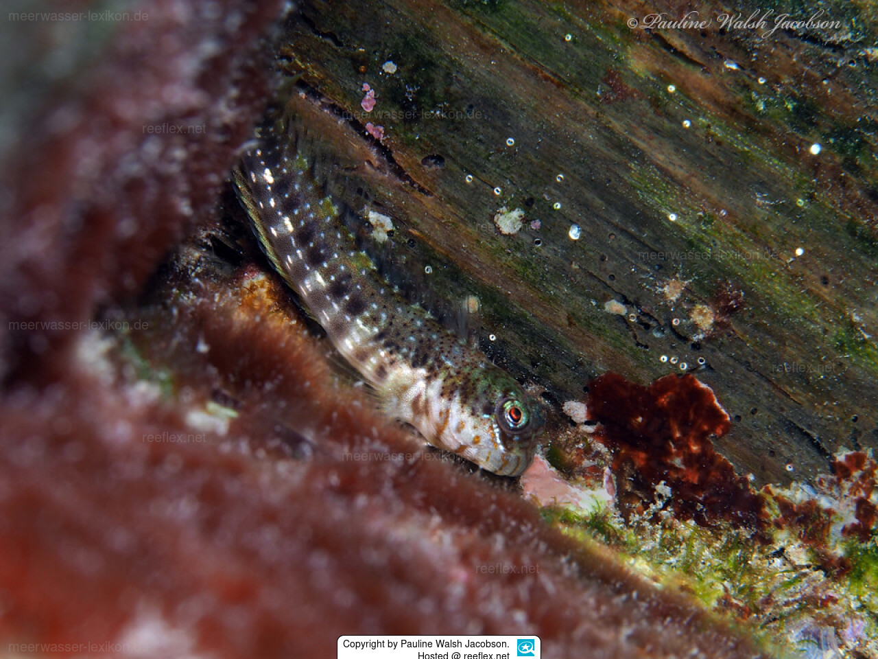 Entomacrodus nigricans Pearl Blenny