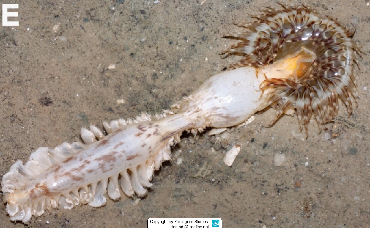 Macrodactyla fautinae Tiger anemone