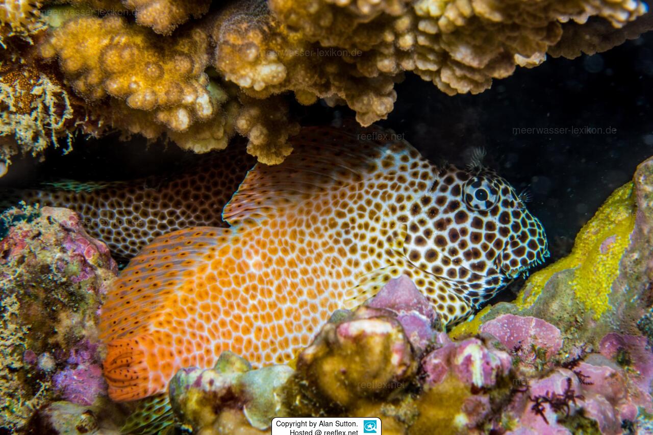 Exallias brevis Leopard Blenny, Leopard Rock Skipper, Shortbodied Blenny