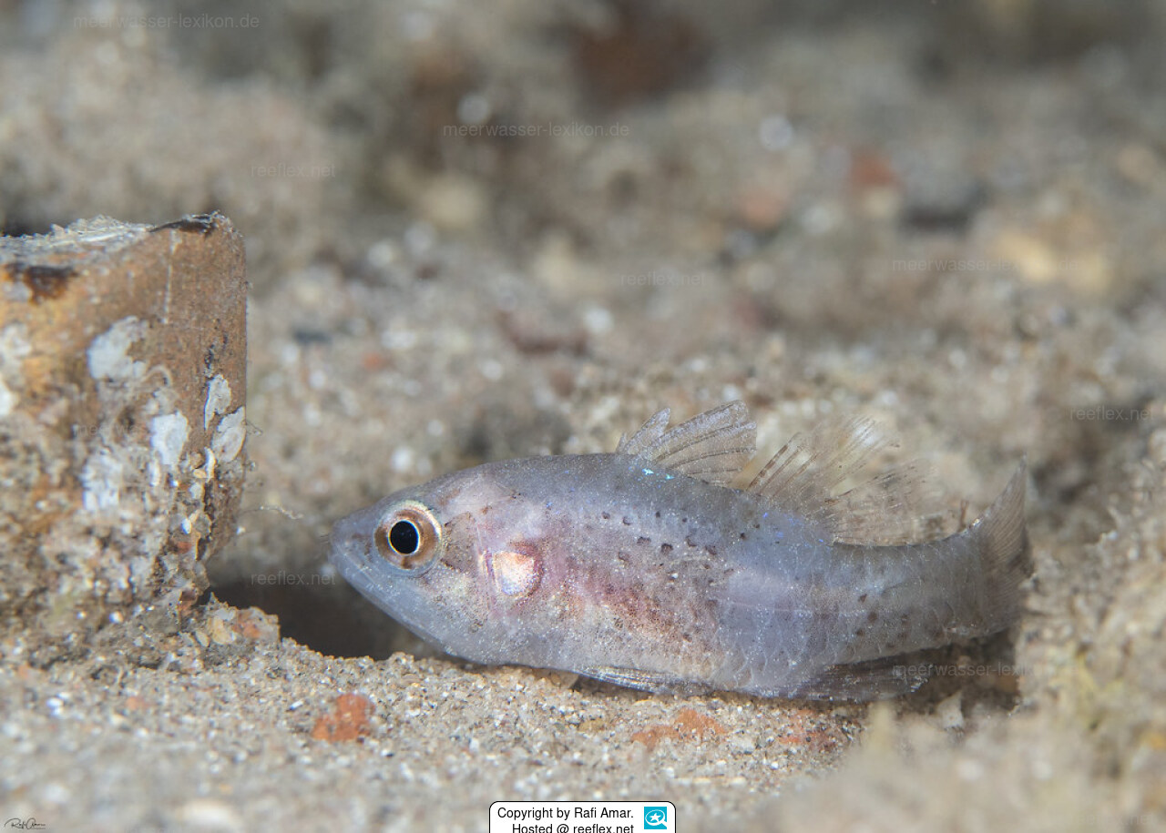 Fowleria variegata Variegated cardinalfish, Spotted Cardinalfish ...