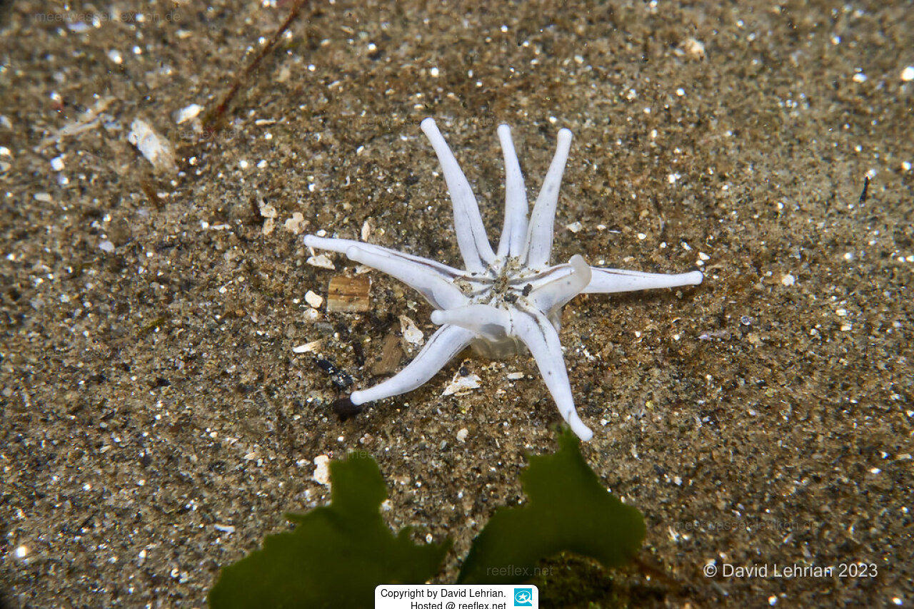 Halcampa crypta Kryptische Grabende Anemone