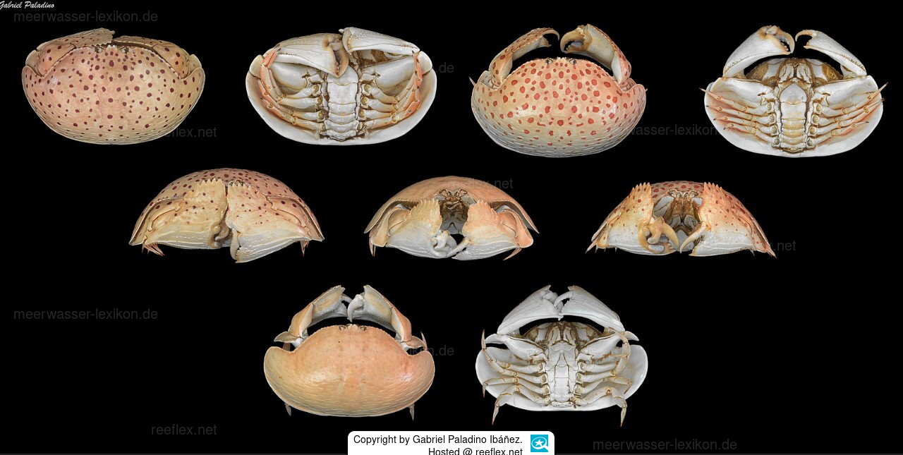Calappa calappa Smooth Box Crab,Red-spotted Box Crab, Giant Box Crab