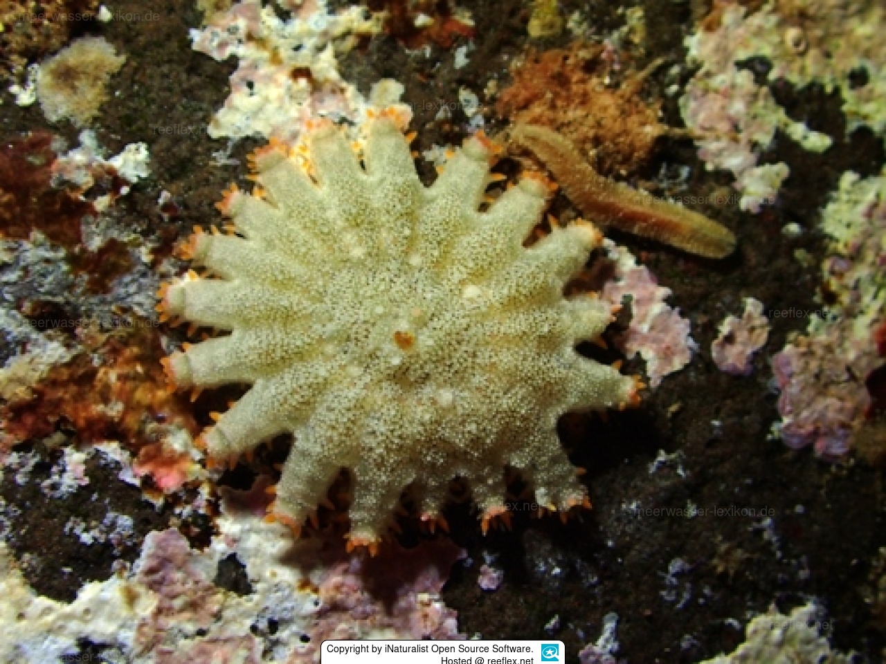 Acanthaster mauritiensis Crown-of-thorns starfish
