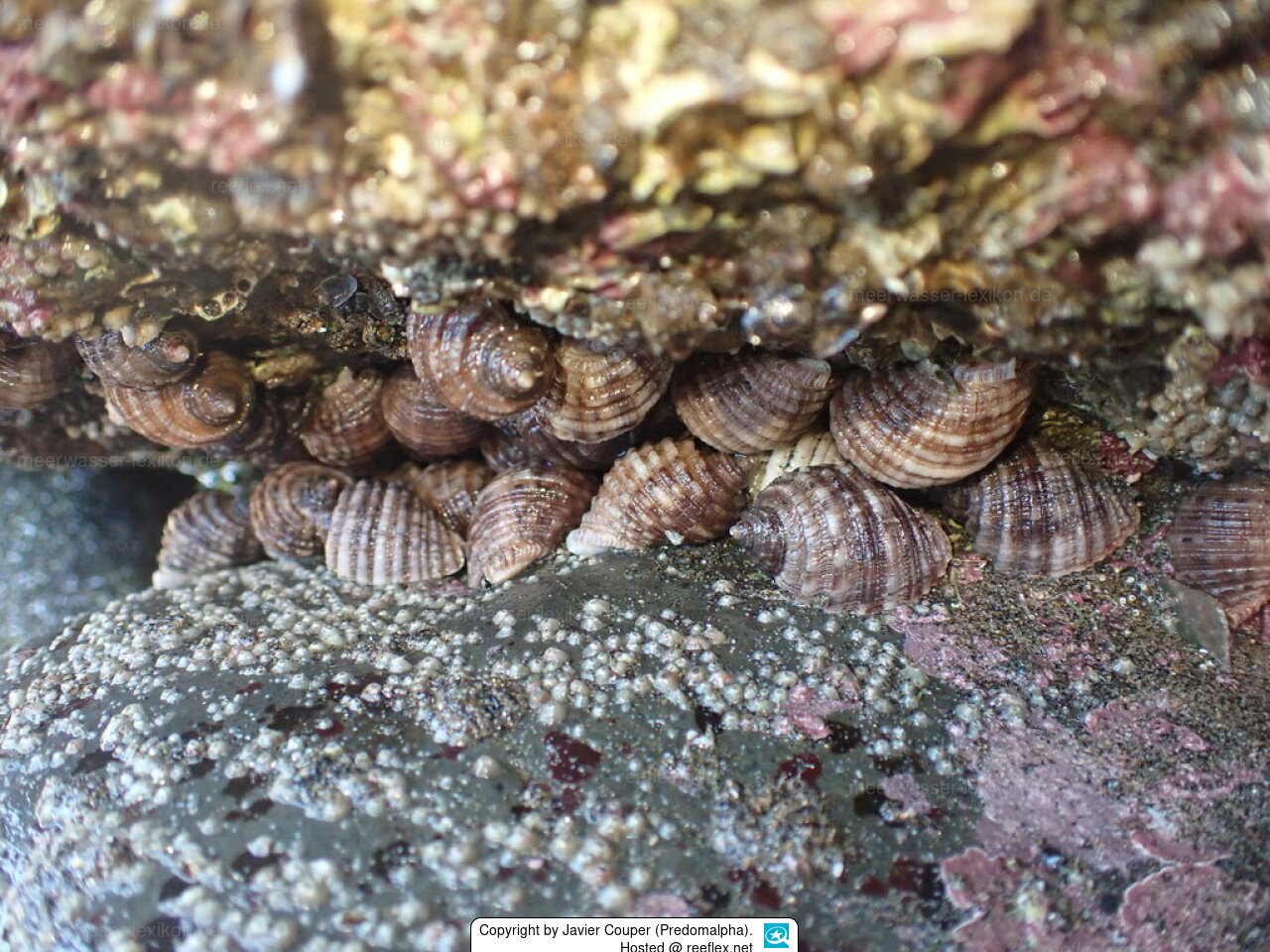 Dicathais orbita Orb-White Rock Shell, Cartwheel Purple, White Rock ...