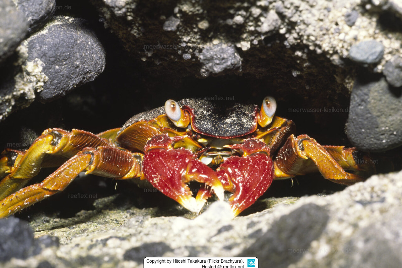 Grapsus tenuicrustatus Natal lightfoot crab