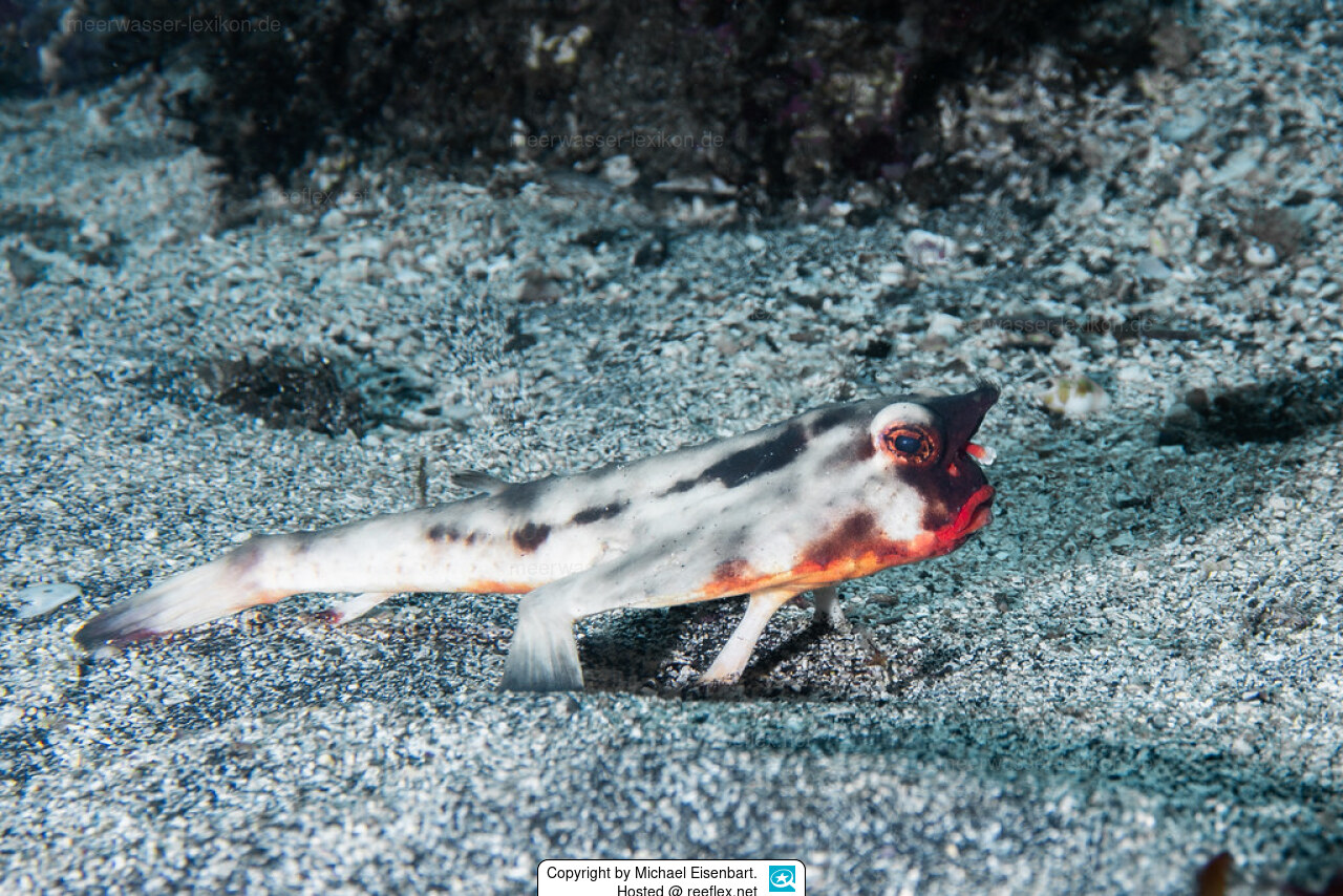 Ogcocephalus darwini Galapagos Seefledermaus, Rotlippen Seefledermaus ...