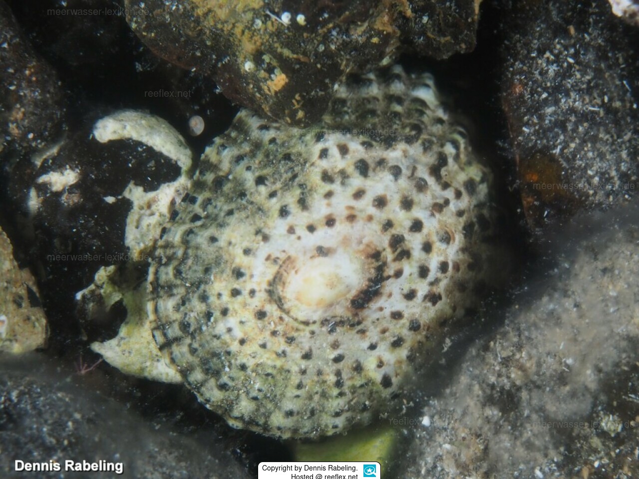Patella piperata Limpet Snail