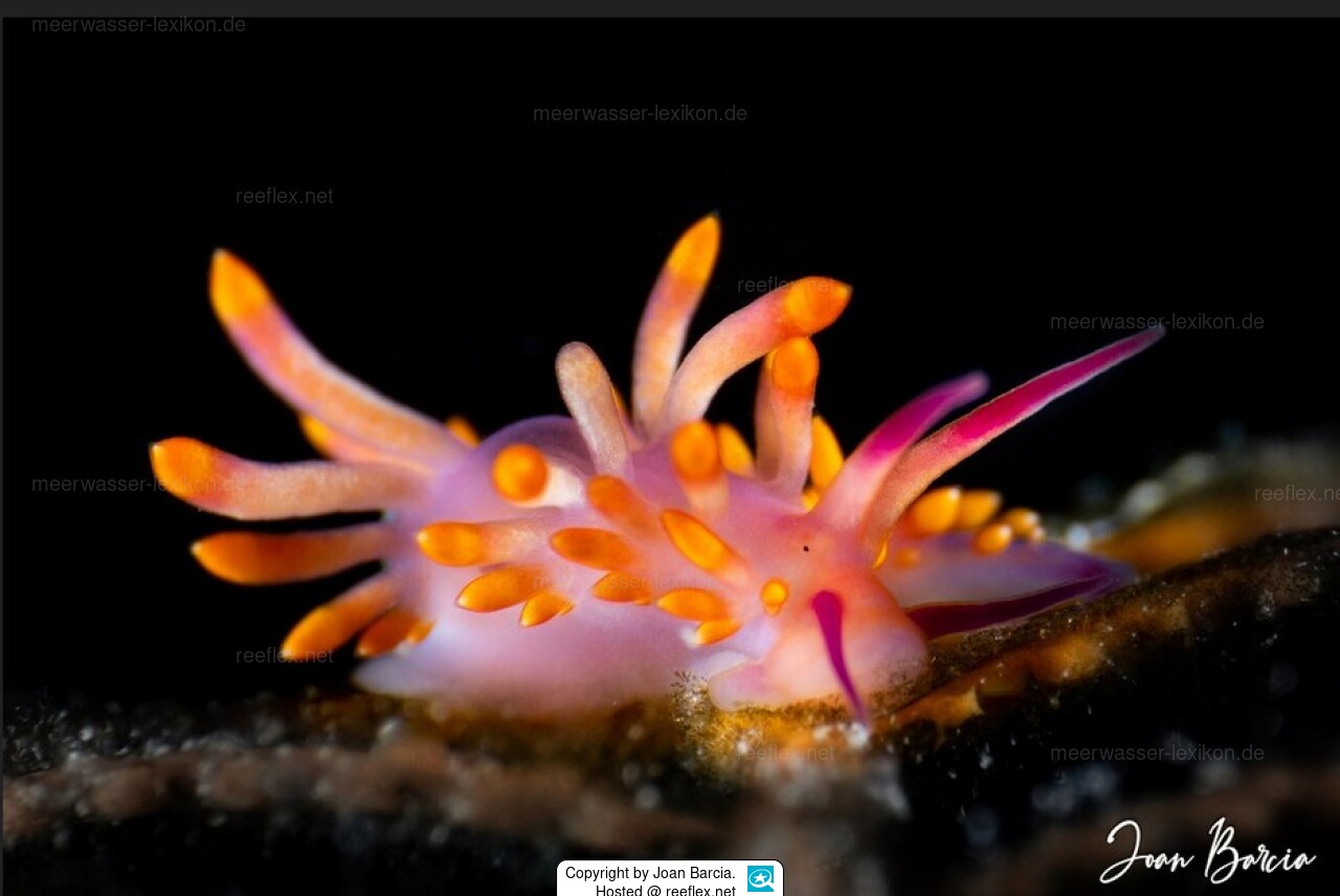 Tenellia sibogae Sertularella quadridens eating Nudibranch