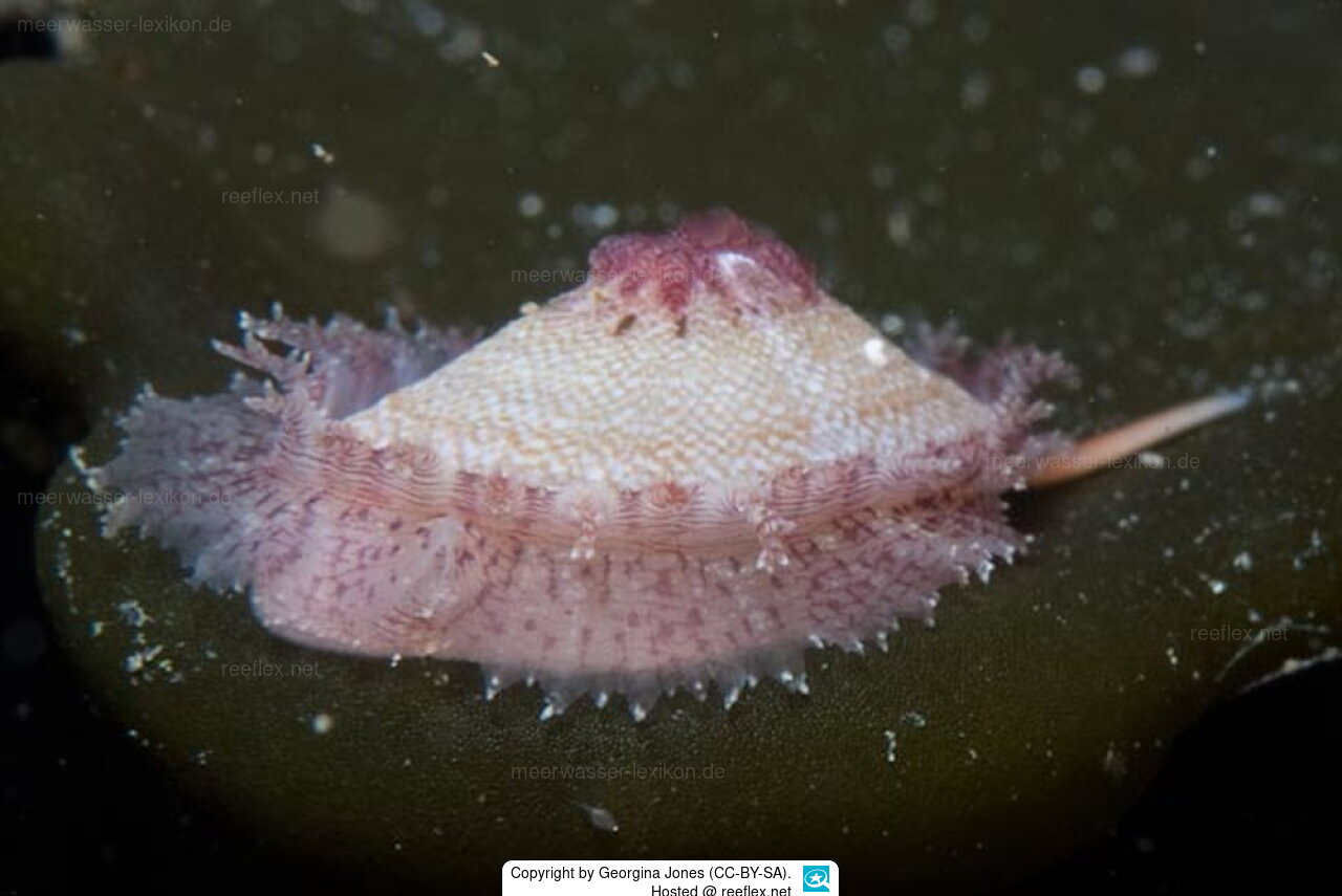 Dendrofissurella scutellum Saddle-shaped Keyhole Limpet