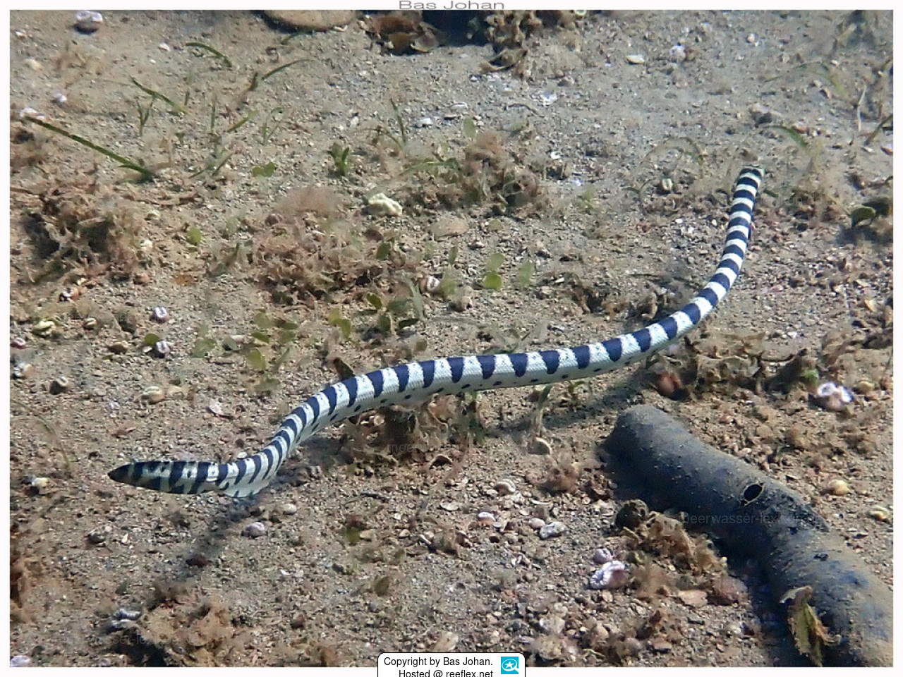 Hydrophis major Große Ruderschlange,Olivenköpfige Seeschlange