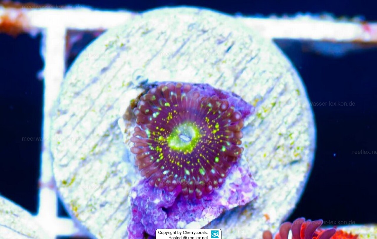 Zoanthus-sp. "Grim Reaper" Krustenanemone