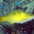 Scarus globiceps Globehead Parrotfish, Speckled Parrotfish, Violet ...