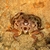 Atergatis roseus Riffkrabbe, Rundkrabbe