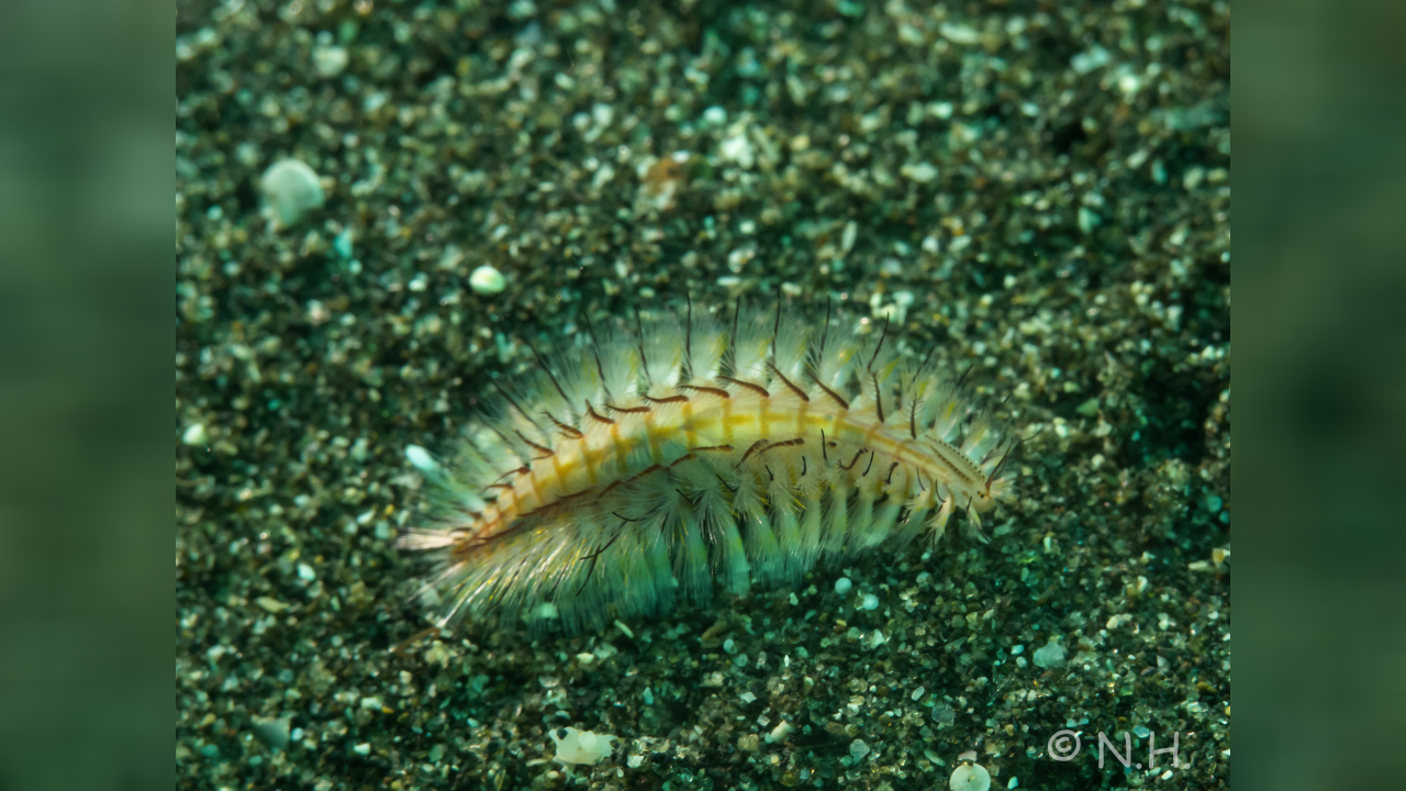 Was ist das? - Weichtiere